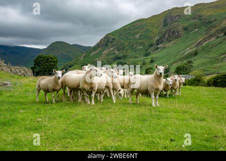 Flock of North Country Cheviot sheep in sheepfolds near Braemore in the ...