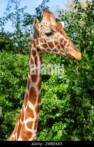 A closeup shot of a spotted giraffe face in a blue sky Stock Photo - Alamy