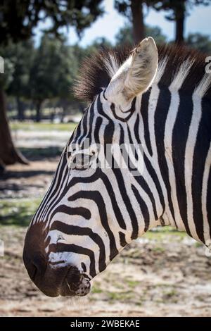 A closeup shot of a zebra at the zoo Stock Photo - Alamy