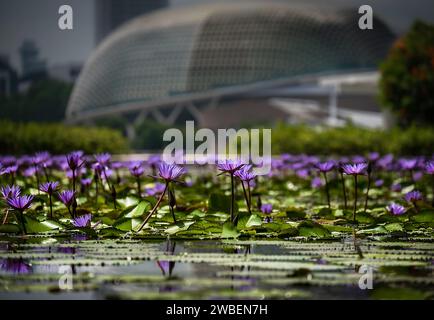 Lotus On Water pond at the ArtScience Museum, Singapore Stock Photo - Alamy
