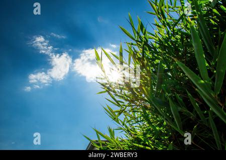 A scenic view of sunlight beaming through silhouettes of trees at ...