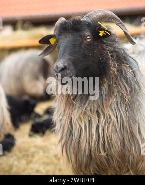 Heidschnucke, German Grey Heath. Ewe standing, seen head-on. Lower ...