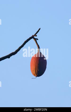 Brazilian kapok tree fruits, Amazonas state, Brazil Stock Photo - Alamy