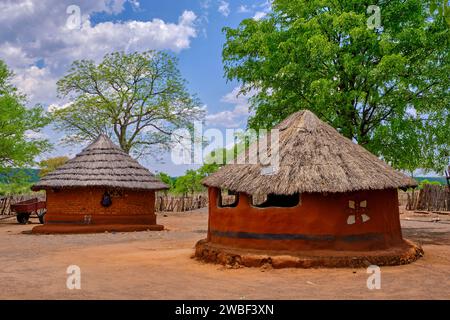 Zimbabwe, Matabeleland North, village near Hwange, picking mangoes with ...