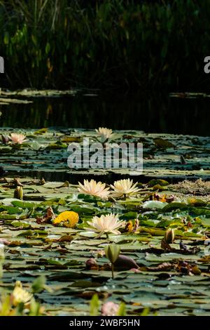 A view of a marsh filled with reeds. A lake in the background. Picture ...