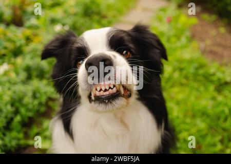 Angry Border Collie Dog, Growling and Showing Teeth Stock Photo - Alamy