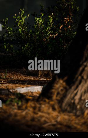 Adorable Squirrels in the Greenery Stock Photo - Alamy