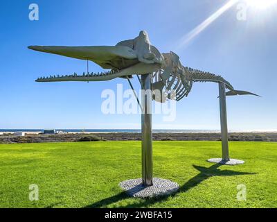 Skeleton of 15 metre long sperm whale (Physeter macrocephalus ...