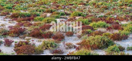 Desert landscape with colorful desert shrubs and small desert plants ...