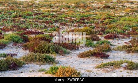 Desert landscape with colorful desert shrubs and small desert plants ...