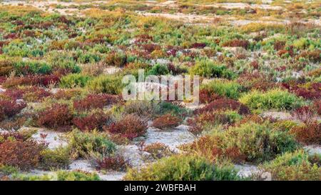 Desert landscape with colorful desert shrubs and small desert plants ...