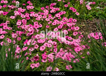 Fiore rosa, pink flower Stock Photo - Alamy