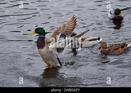 Non Exclusive: VINNYTSIA, UKRAINE - JANUARY 01, 2024 - Wild ducks on ...