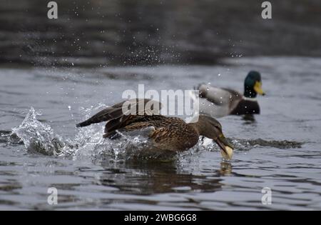 VINNYTSIA, UKRAINE - JANUARY 01, 2024 - A wild duck drake on the shore ...