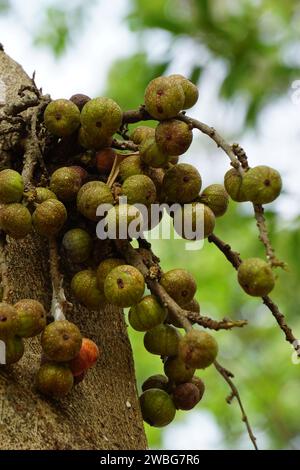 Tropical plant Ficus glomerata with green leaves in Kochi, Kerala ...