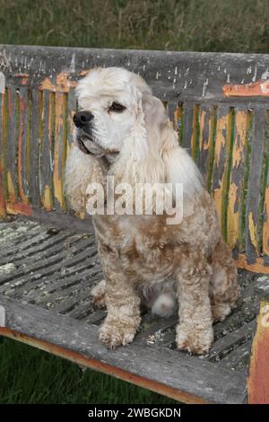 Cocker Spaniel sitting on a bench in a flower garden Stock Photo - Alamy