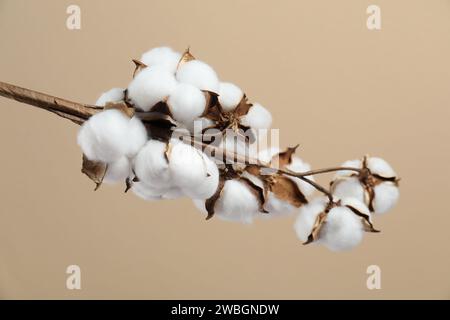Dry cotton flowers branch, beige linen napkin top view on beige ...