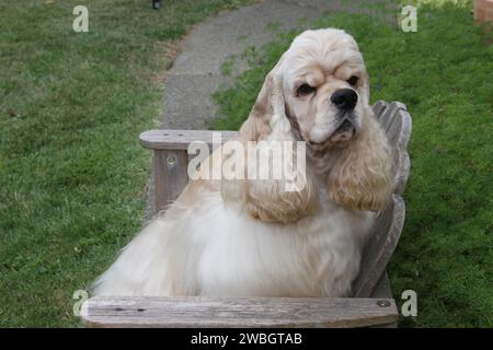 Cocker Spaniel sitting on bench with greenery in background Stock Photo ...