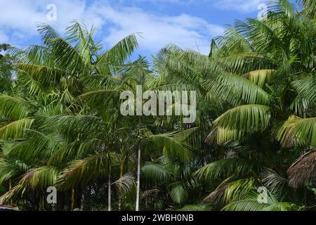 Açaí trees in the northern region of Brazil Stock Photo - Alamy