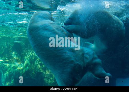 Polar bear in Assiniboine Park Zoo, Winnipeg, Canada Stock Photo - Alamy
