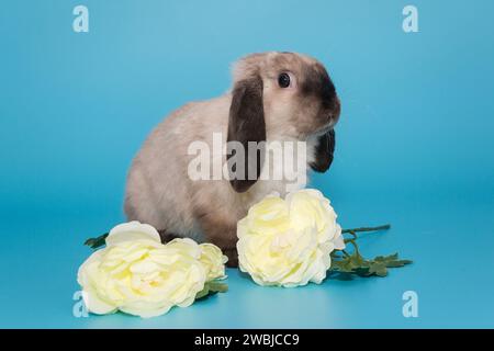 Fold-eared rabbit Ram in Siamese colors and flowers on a blue ...