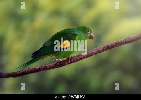 Yellow chevroned Parakeet of the species Brotogeris chiriri Stock Photo ...