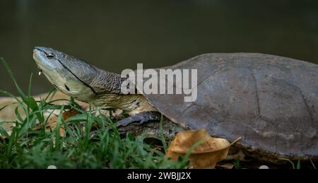 Geoffroy s Side necked Turtle Phrynops geoffroanus Stock Photo - Alamy