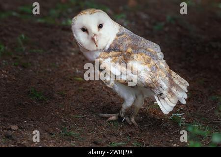 American Barn Owl (Tyto furcata) at sunrise, Yolo County California ...