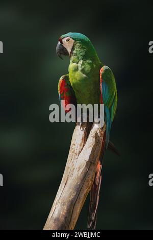 Chestnut-fronted macaw (Ara severus) nesting in a palm tree. Native ...