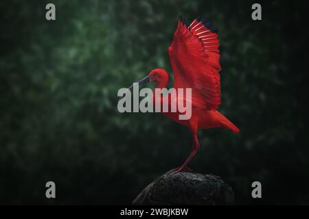 Red guará bird of Brazilian fauna, also known as scarlet ibis, red ...