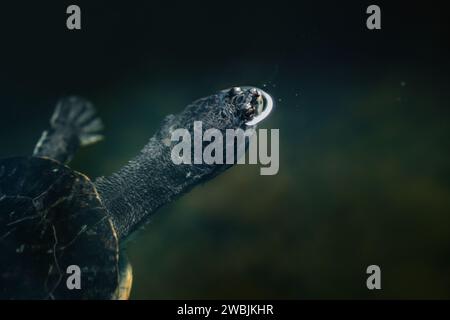 Geoffroys Toadhead Turtle (Phrynops geoffroanus Stock Photo - Alamy