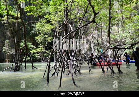 Koh Panak Cave with a mangrove. Ao Phang Nga Marine National Park ...