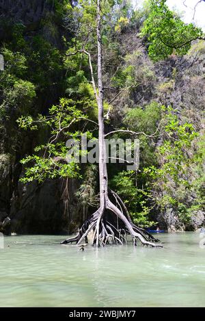 Koh Panak Cave with a mangrove. Ao Phang Nga Marine National Park ...