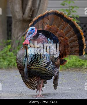 Urban wild turkey strutting down a driveway showing off it’s beautiful ...