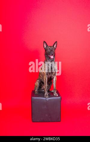 Dutch shepherd dog sitting isolated on a dark yellow red background ...