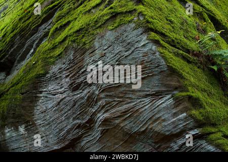 Sandstone rocks covered with dense moss and lichen, Palatinate Forest ...