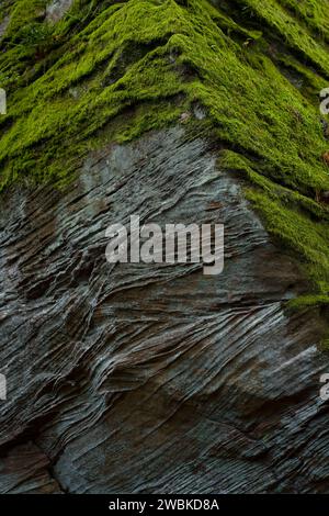 Sandstone rocks covered with dense moss and lichen, Palatinate Forest ...