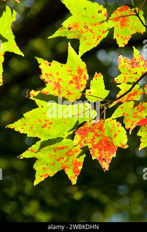 Autumn maple leaf limb, Acadia National Park, Maine Stock Photo - Alamy