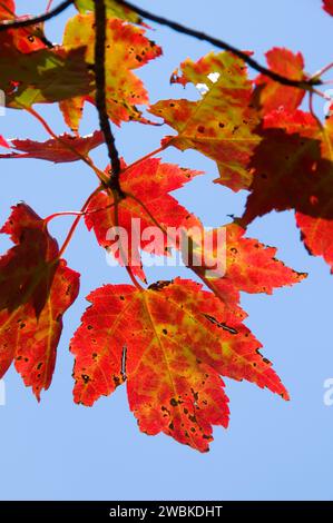 Autumn maple leaf limb, Acadia National Park, Maine Stock Photo - Alamy