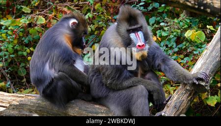 Mandrill, mandrillus sphinx, Pair Grooming Stock Photo - Alamy