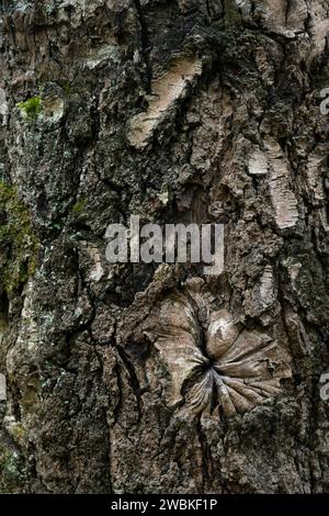 Closeup of old weather beaten tree bark texture background pattern ...