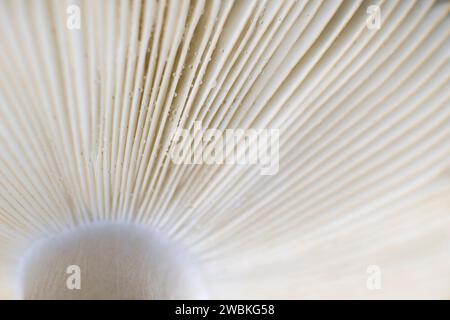 Mushroom cap from below, lamellae with guttation droplets, close-up ...