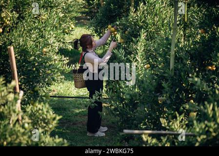 Asian woman orchard owner harvesting ripe pears Stock Photo - Alamy