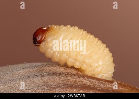 Larva of the hazelnut weevil hatches from a hazelnut, Curculio nucum ...