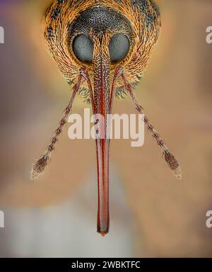 Hazel Nut weevil - Curculio nucum on hazelnut Stock Photo - Alamy