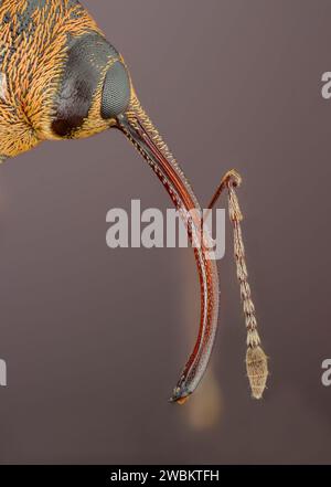 Hazel Weevil - Curculio nucum Stock Photo - Alamy