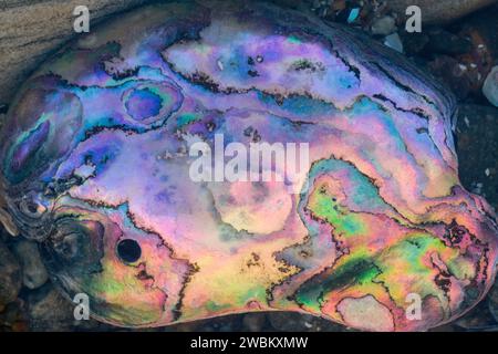Abalone shell, Mendocino County, California Stock Photo - Alamy
