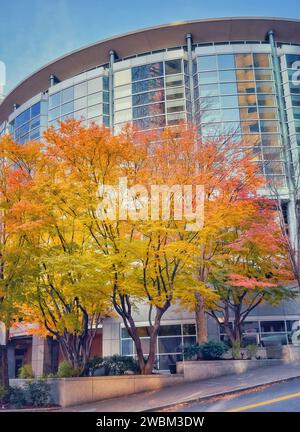 autumn cityscape - yellow maple tree in front of apartment house Stock ...