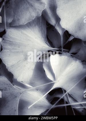 Close-up of fallen ginkgo leaves in autumn Stock Photo - Alamy