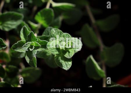 An Origanum Syriacum or wild zaatar plant widely used in Lebanese ...